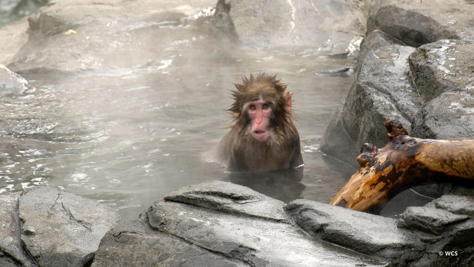 Macaques In Warm Water