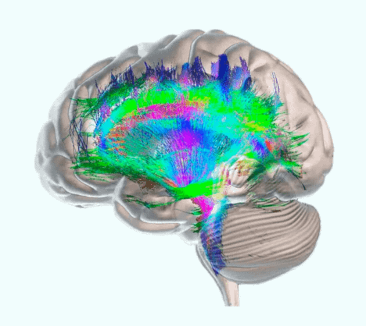 If you are stuck in fight-or-flight, your brain is working against you ...