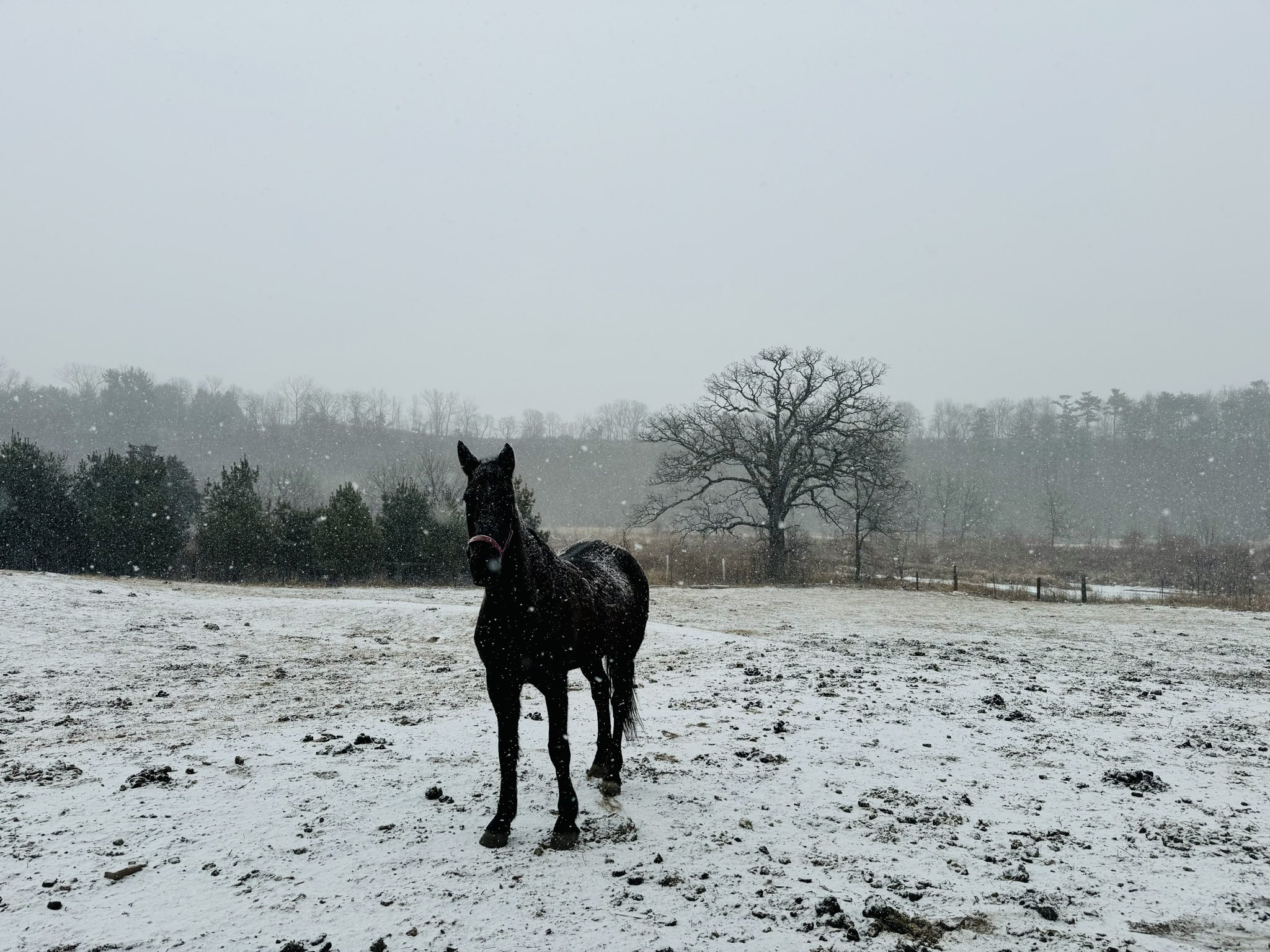 Friesian In The Snow Wallpaper 2 Minutes Of Snow In Denmark, But