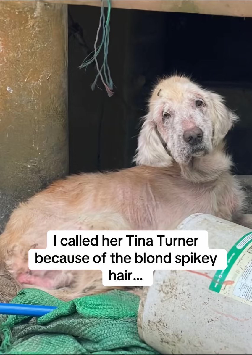 Niall Harbison's Threads – Thread Reader App