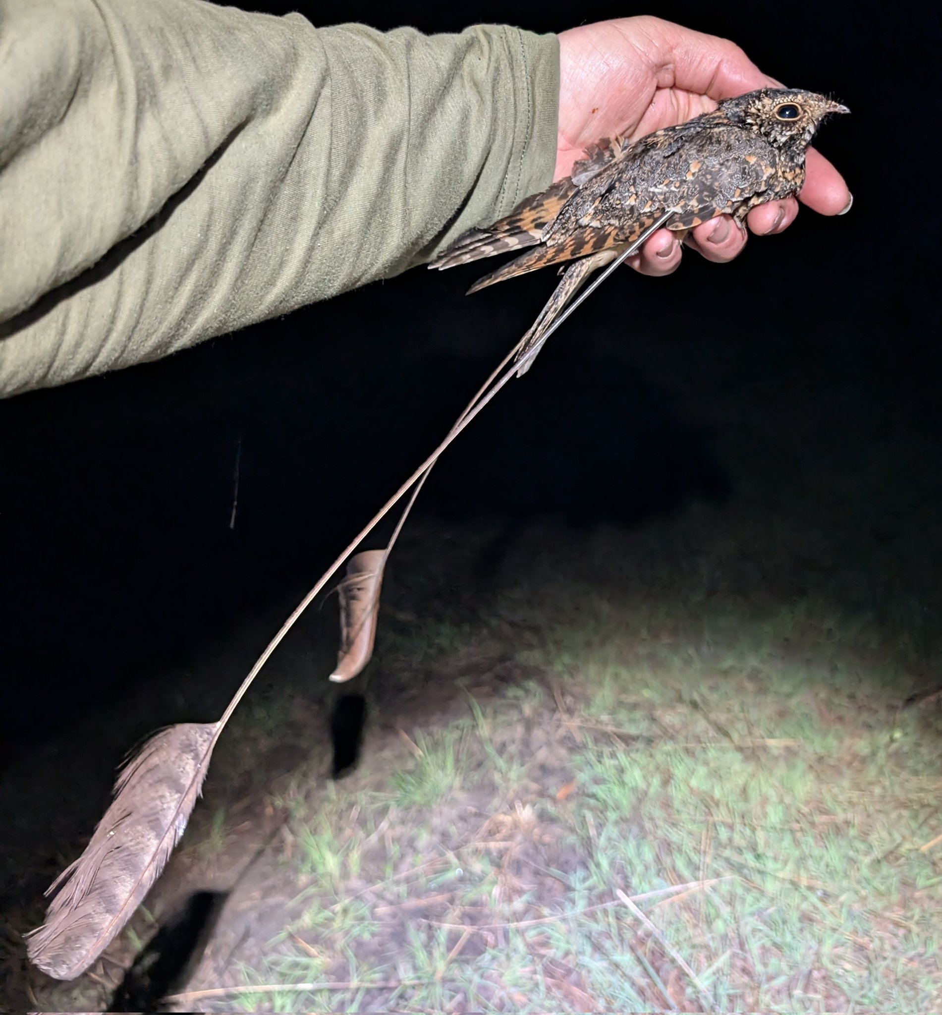 Standard Winged Nightjar Understanding Nightjars' Long Wings And