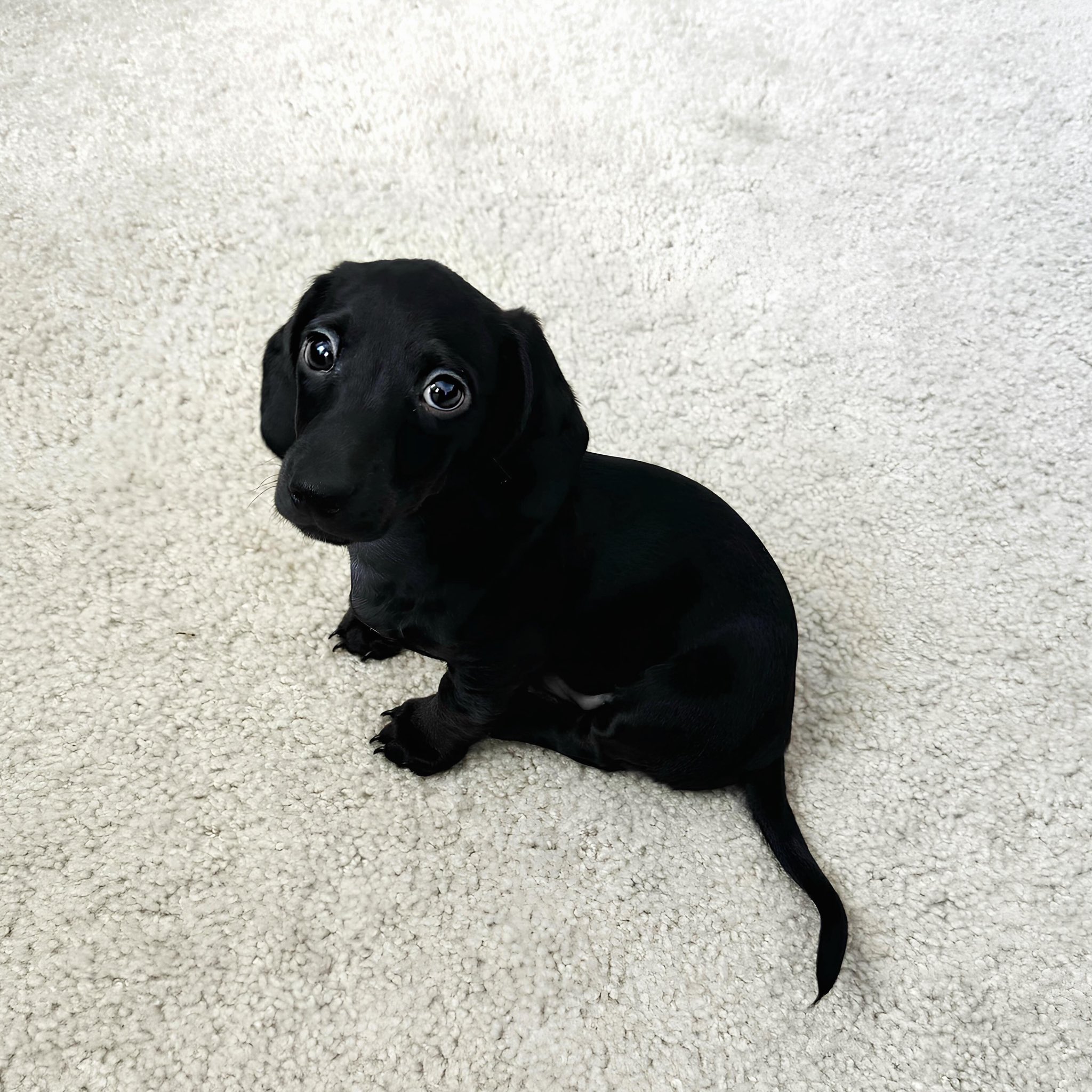 Solid Black Dachshund Free Photos | Black Dachshund