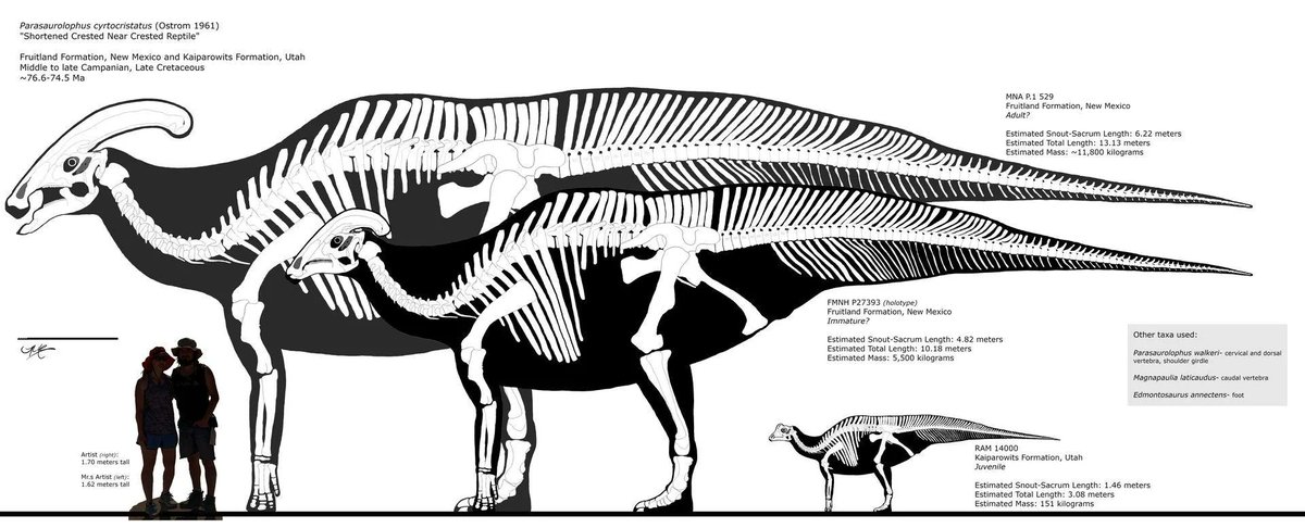 Lambeosaurus Skull Size