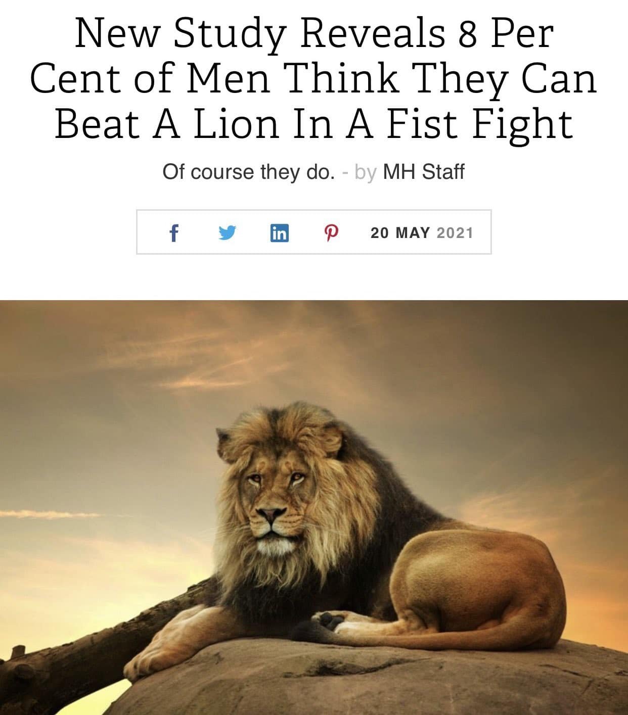 Lion Fight Memes Trophy Husband. : R/memes