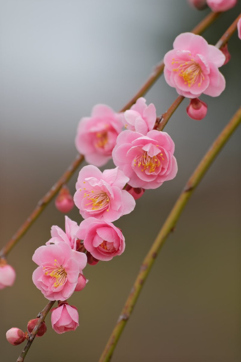 Yumiko ASAKURA(@Yu_mi_ko_888) - Twilog (ツイログ)