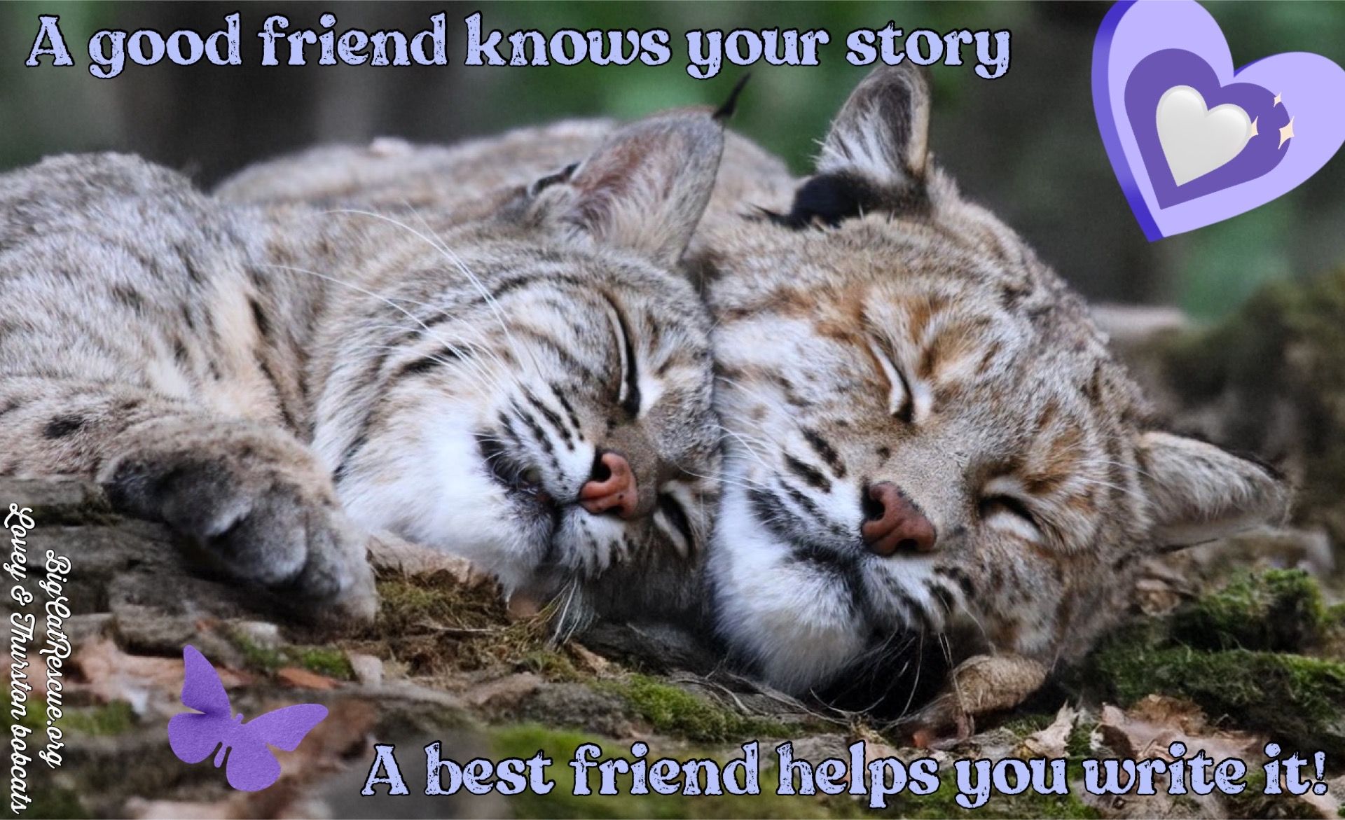 Cute Cat Best Friend Quotes Wholesale Wood Wall Sign: Funny Cat Sign