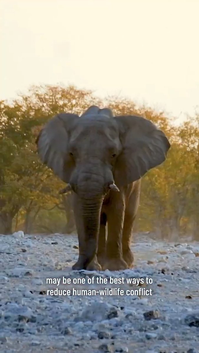 Elephant Morning Memes Elephants Having A Party: Sounds Of Joy And