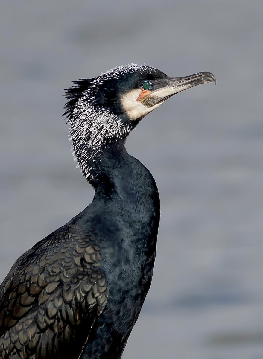 Saturday 18th January - Cornwall Birds (CBWPS)