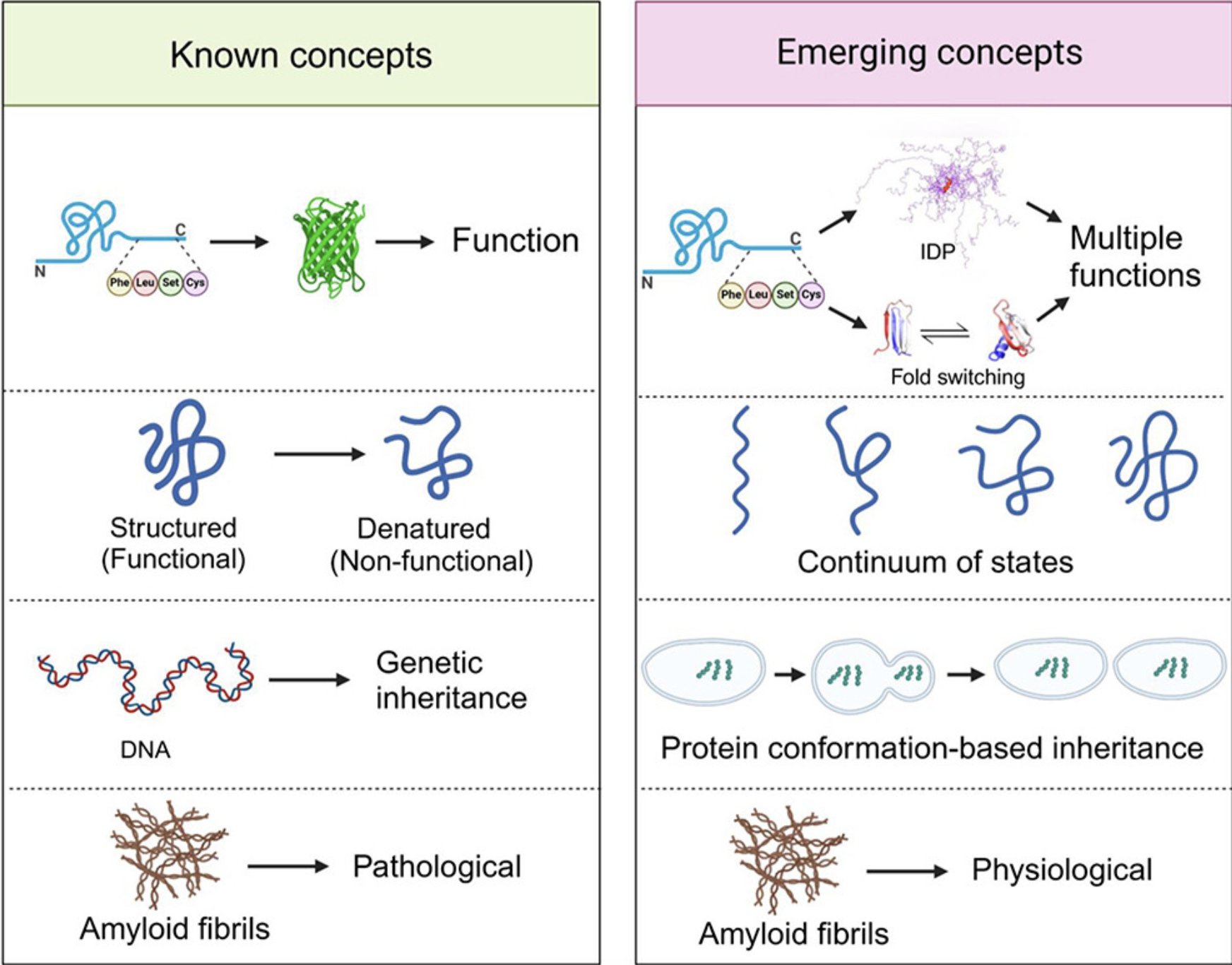 Illustration The Structure And Function Of Active Life's Structure And