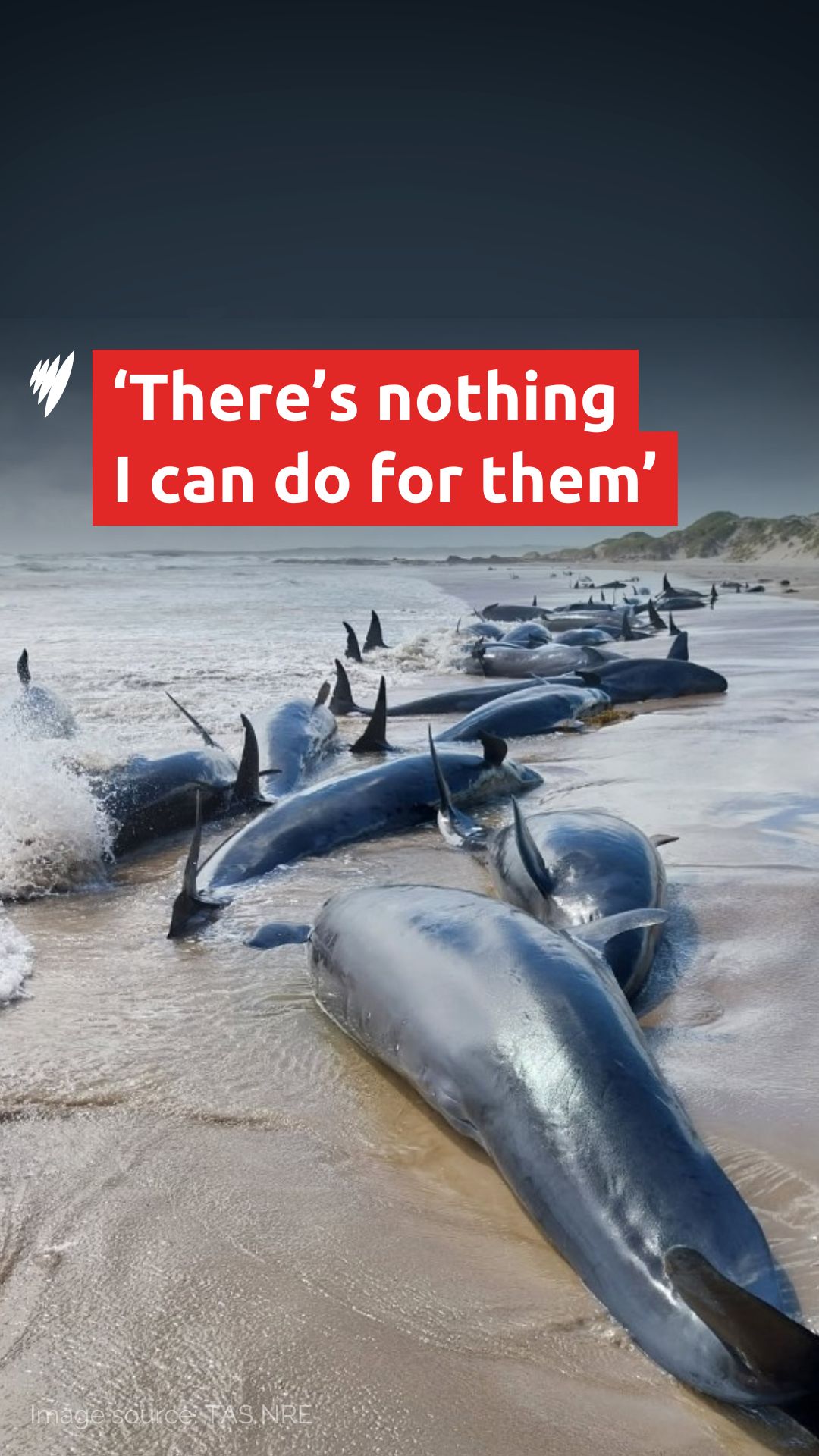 Whale Sperm Memes