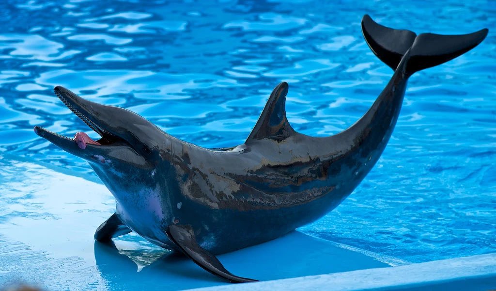 Odd Dolphins Deformed Carp With A Bird Shaped Head Is Caught By