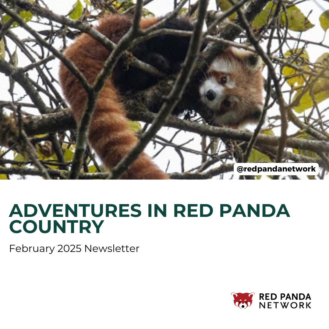 Why Save The Red Panda Red Panda Network Let's Celebrate International