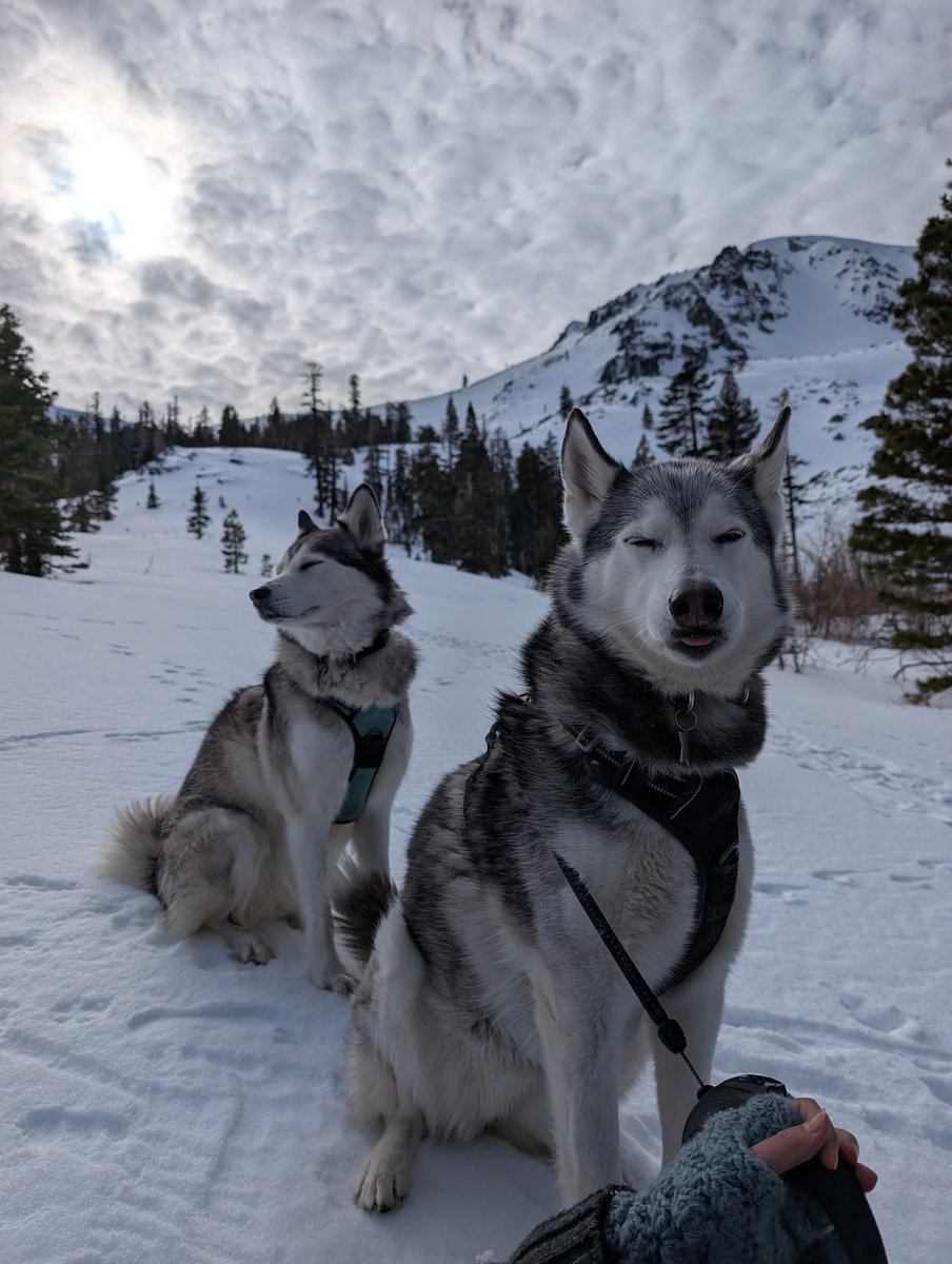 The inspiration photo and dog tax~