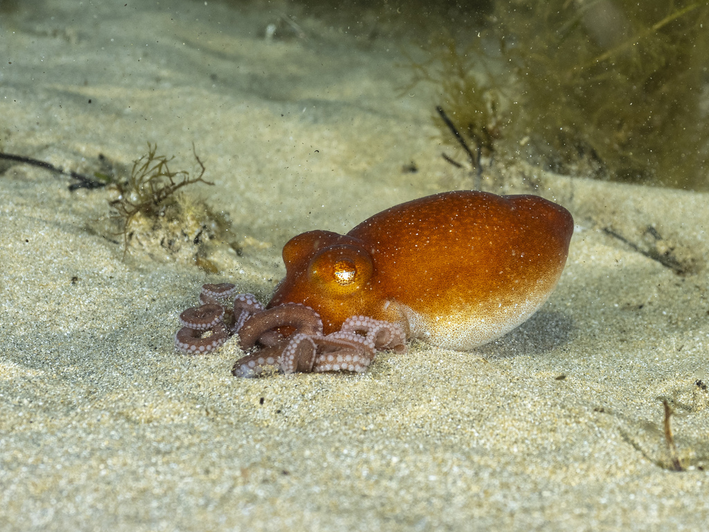 The southern sand octopus (Octopus kaurna) burrows under the sand to ...