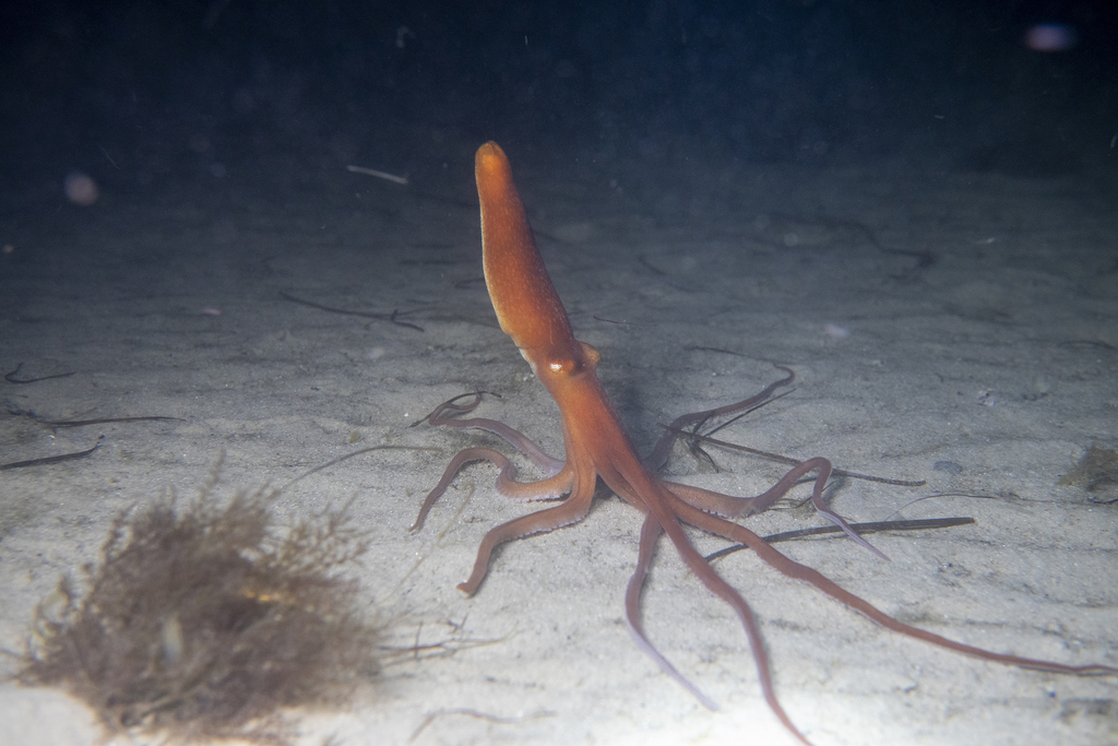 The southern sand octopus (Octopus kaurna) burrows under the sand to ...