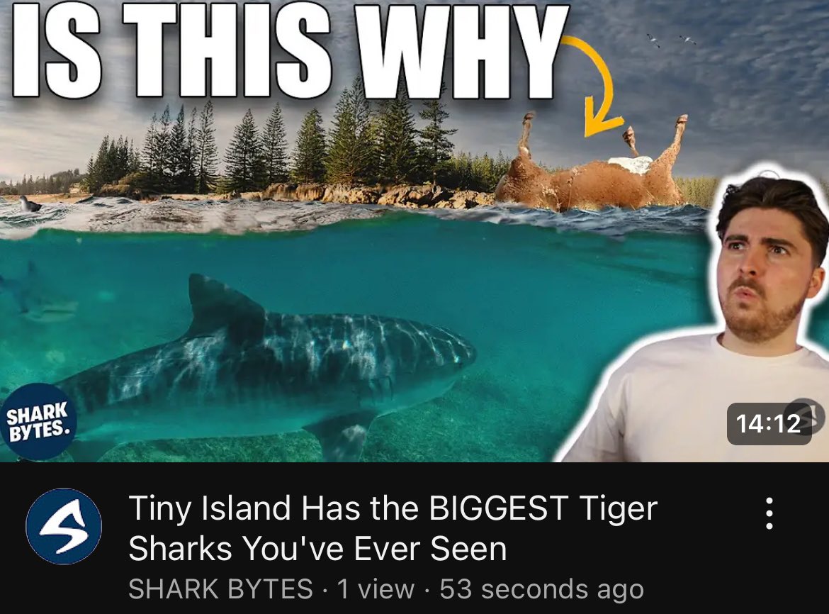 Tiger Shark Meme