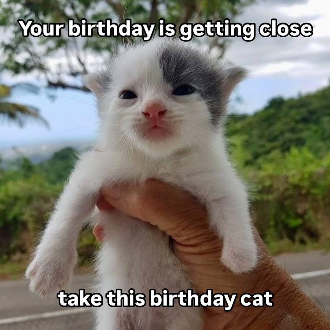 Cat Happy Birthday Meme
