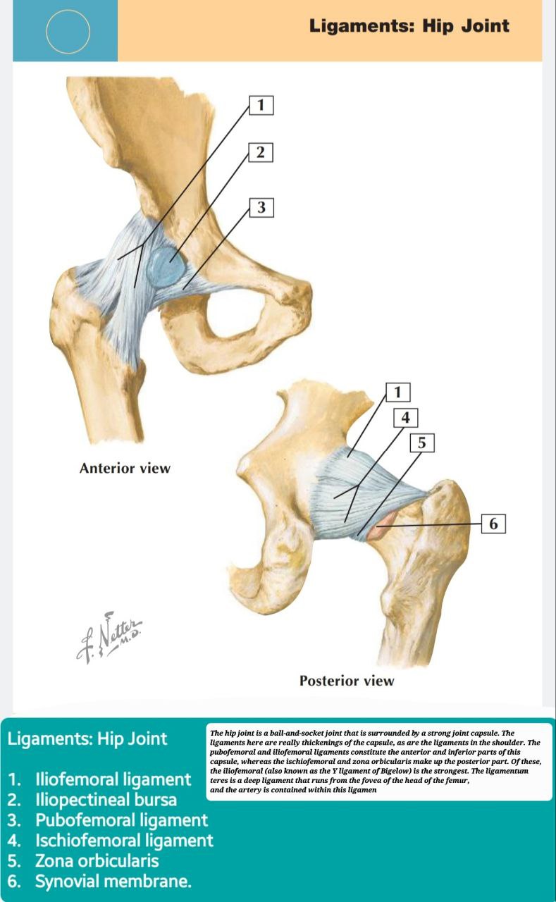 Iliopectineal Ligament Surgical Treatment Of Stress Urinary