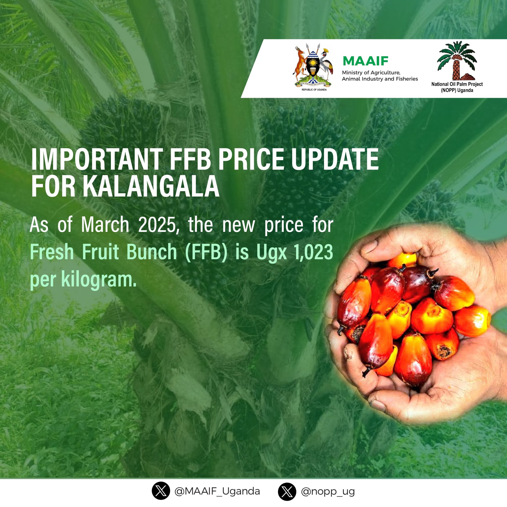 Oil Palm Fruit Bunch My Destiny To Introduce Oil Palm As A Plantation