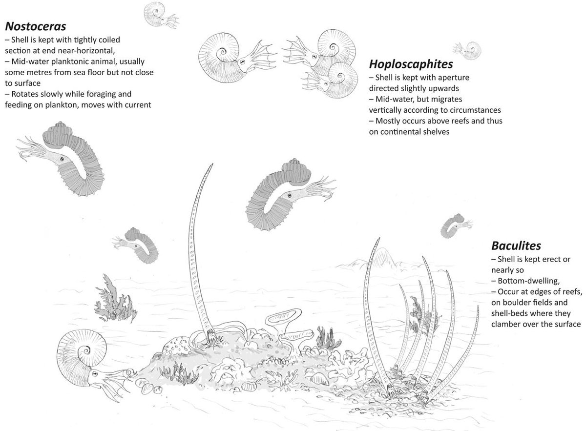 Thread by @TetZoo on Thread Reader App – Thread Reader App