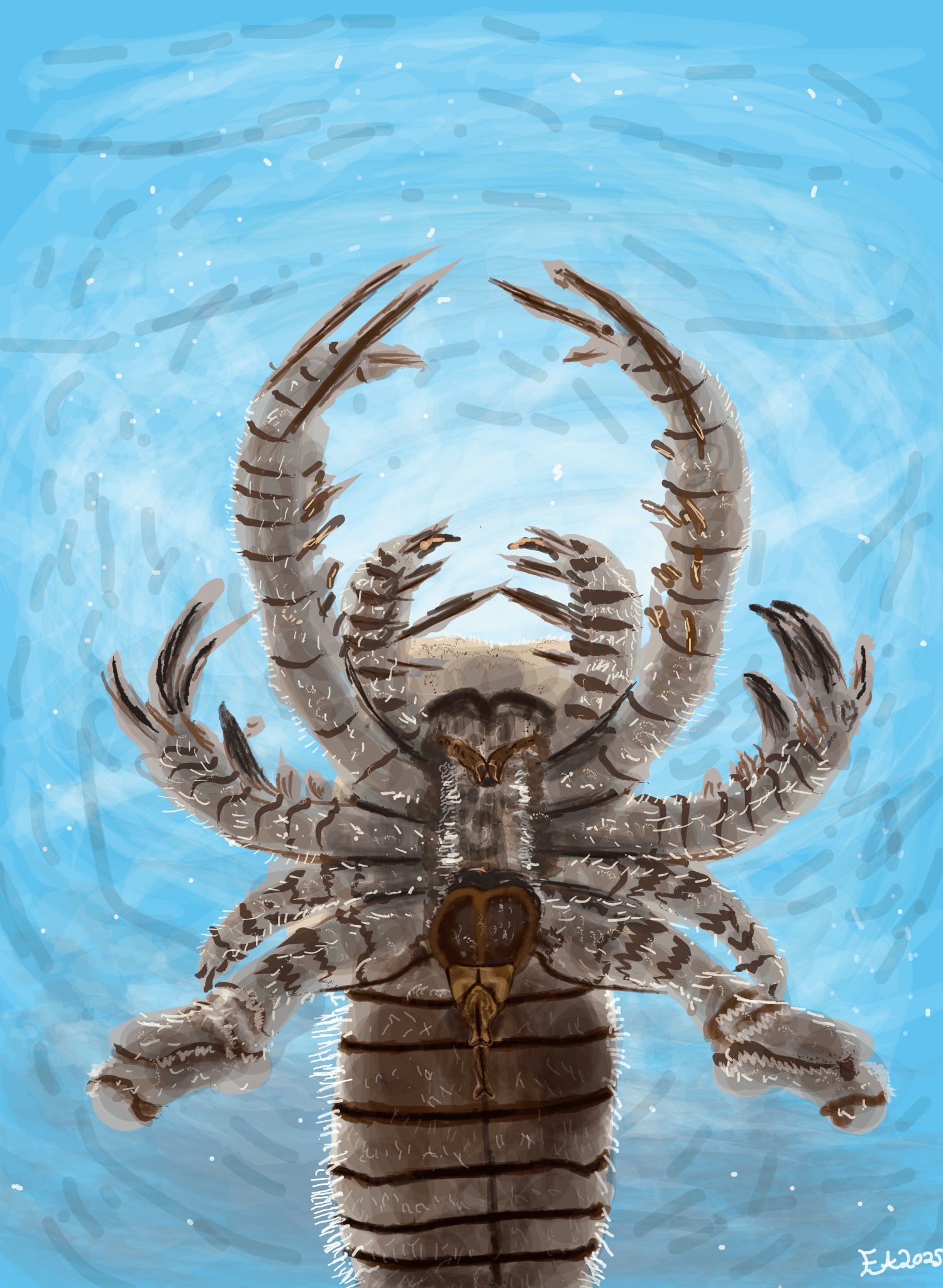 Megalograptus Fossil