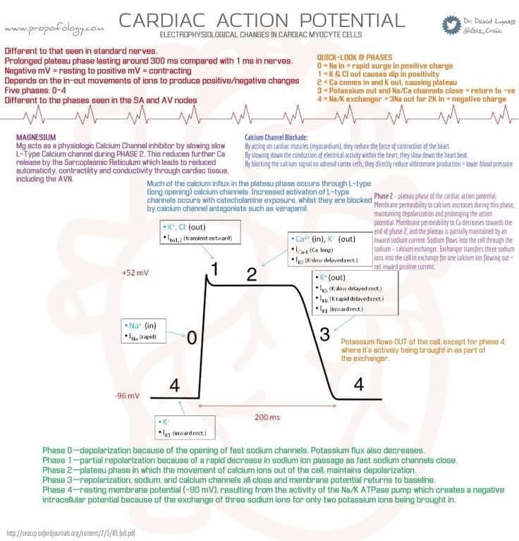 Cardiac Action Potential Drugs