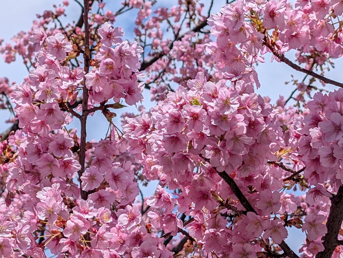 理彩(@allred_risa) - Twilog (ツイログ)