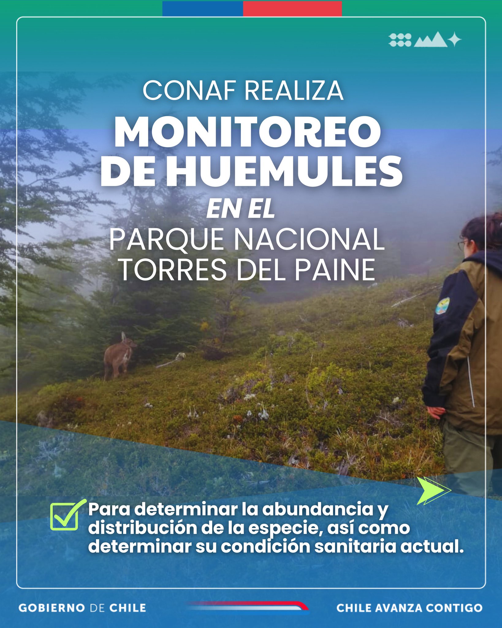 Cartel Del árbol De La Determinación