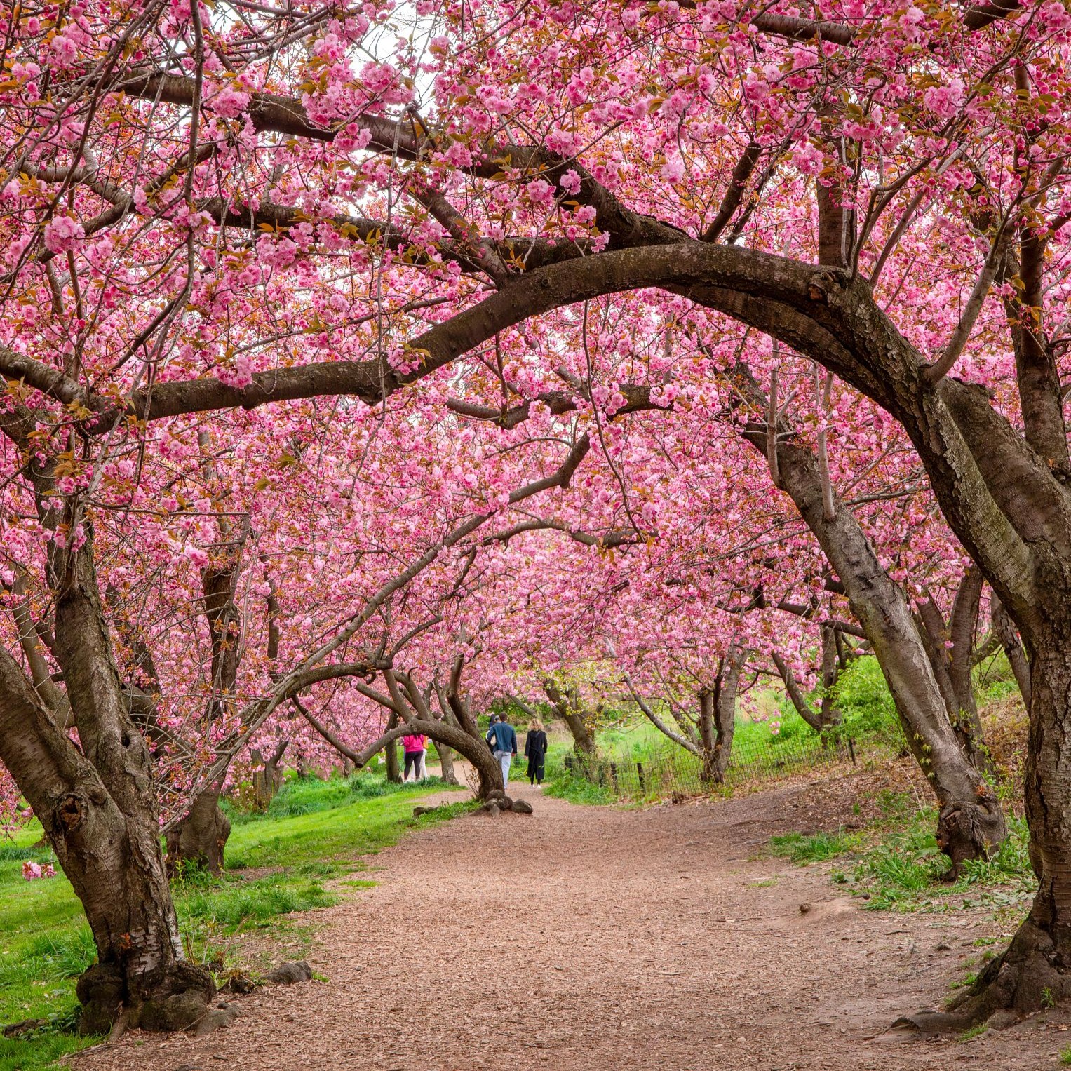 Central Park Spring Cherry Blossoms Central Park 🌸,