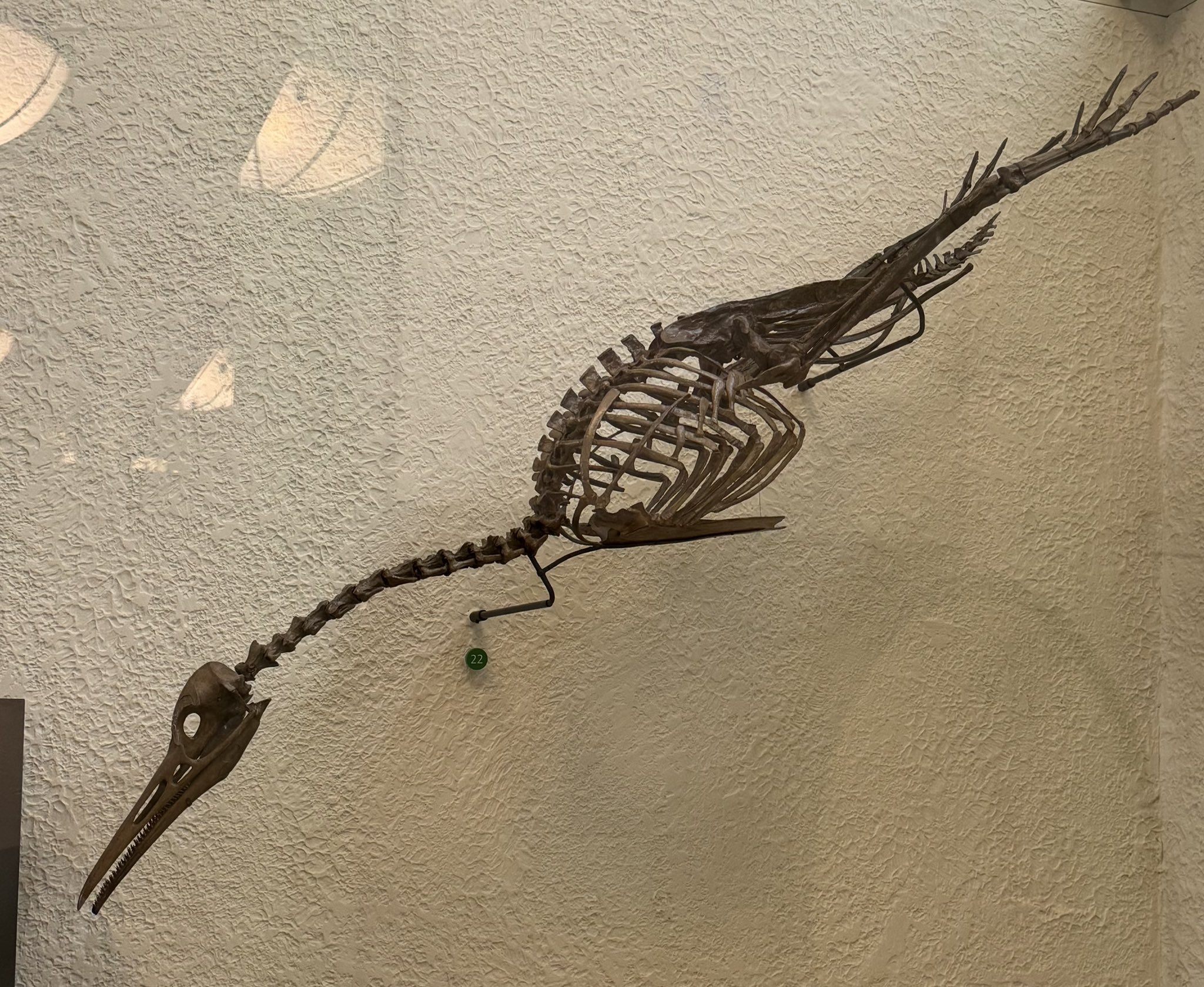 Flying Raven Skeleton Raven Sksleton Photograph By LuAnn Griffin