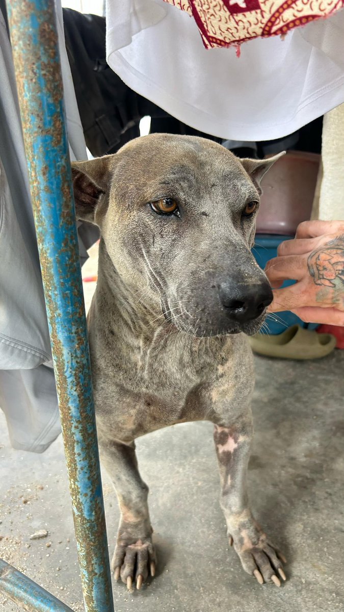 Niall Harbison's Threads – Thread Reader App