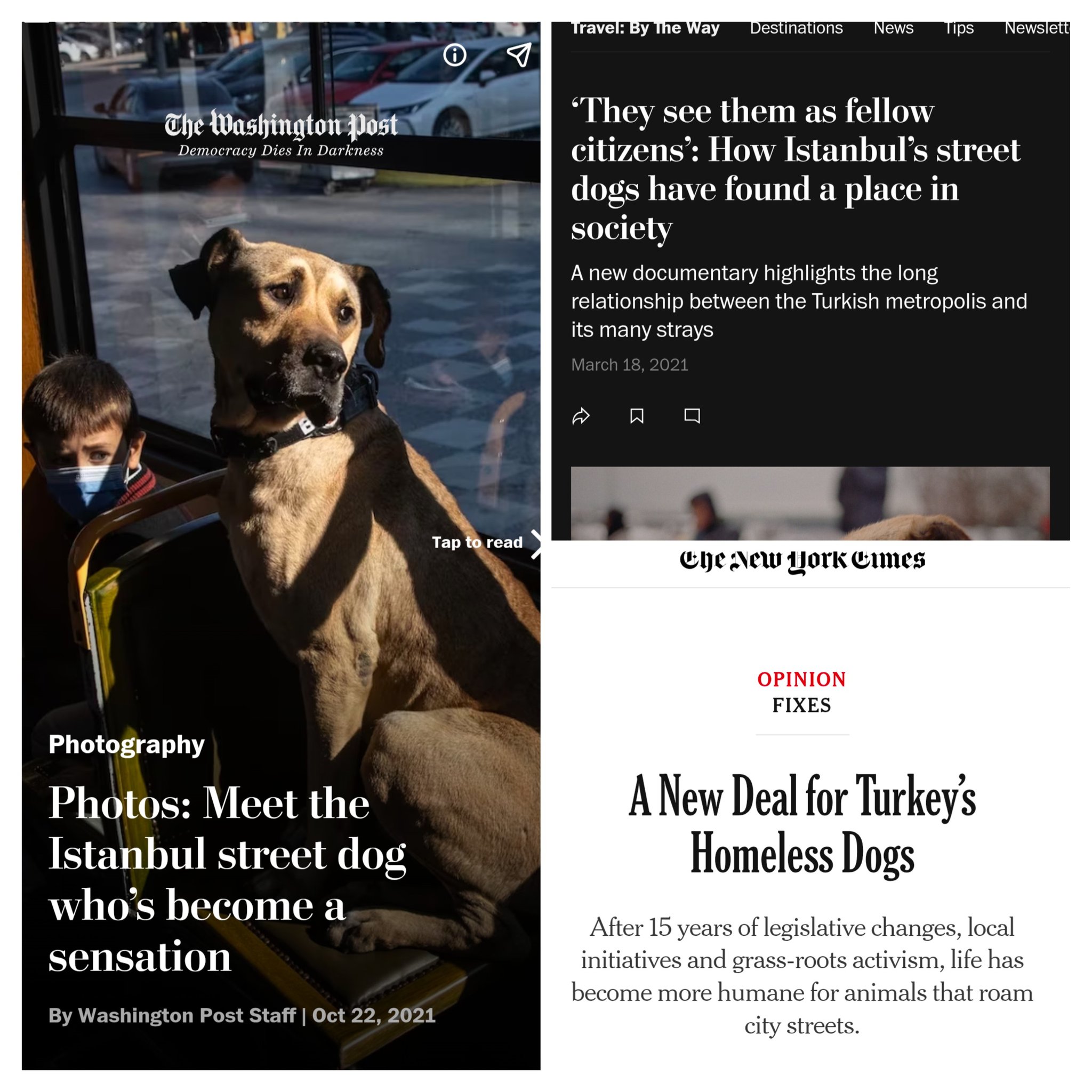 Animal Homelessness Quotes Animal Compassion Everywhere Once You