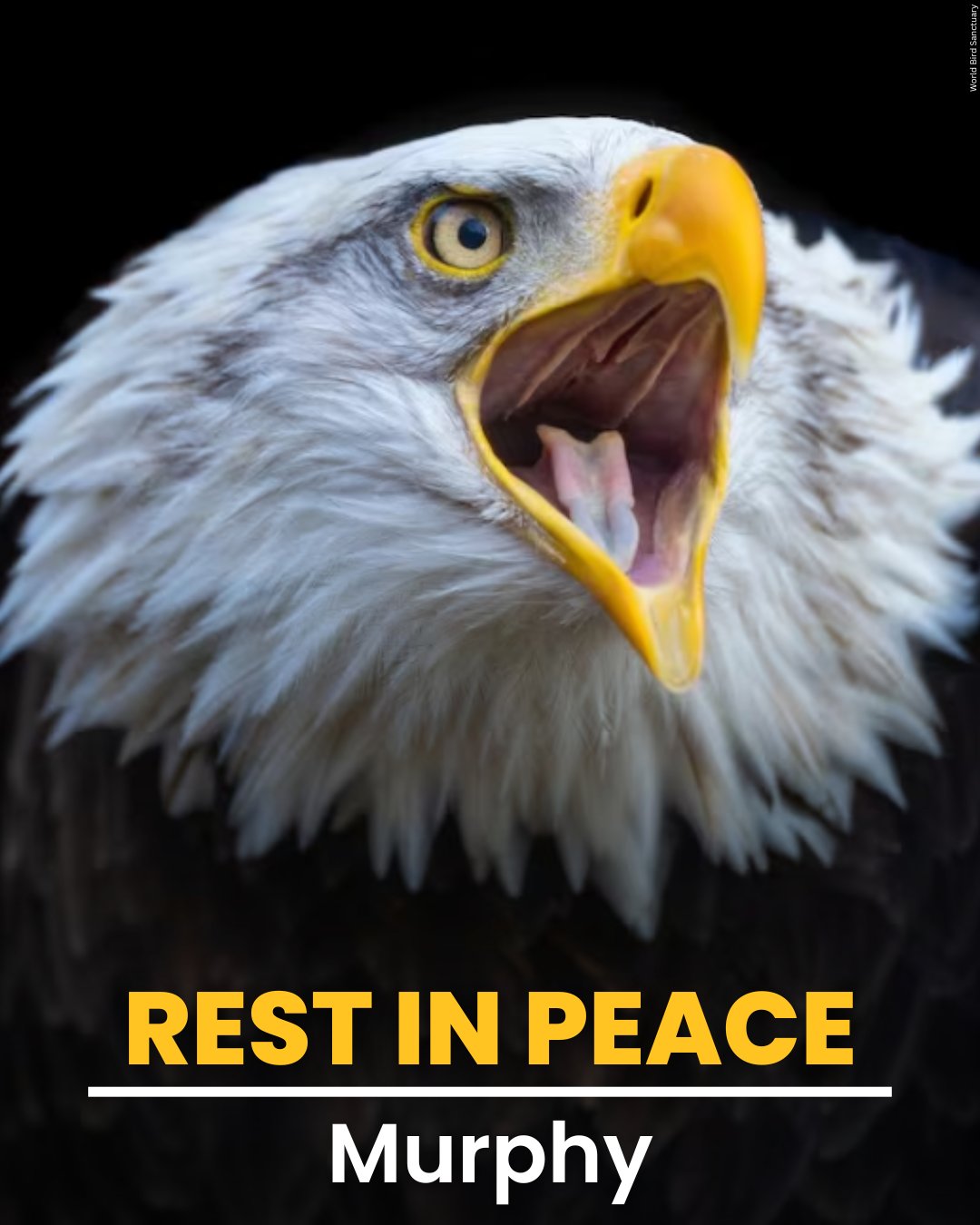 Dead Eagle Memes This Eagle's Life Was Saved With A Prosthetic Beak