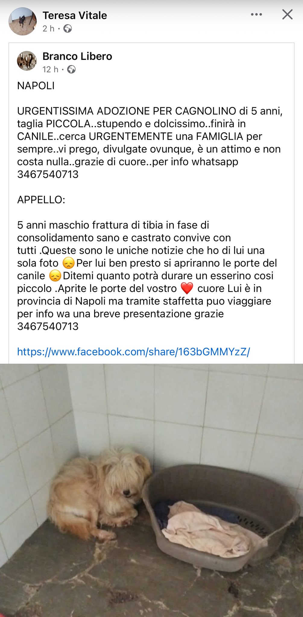 Grazie Meme Cane Top 20 Memes Of The Week Cheezburger Users Edition