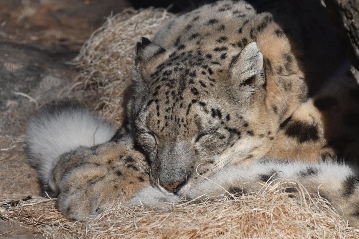Snow Leopard Sleeping In Snow