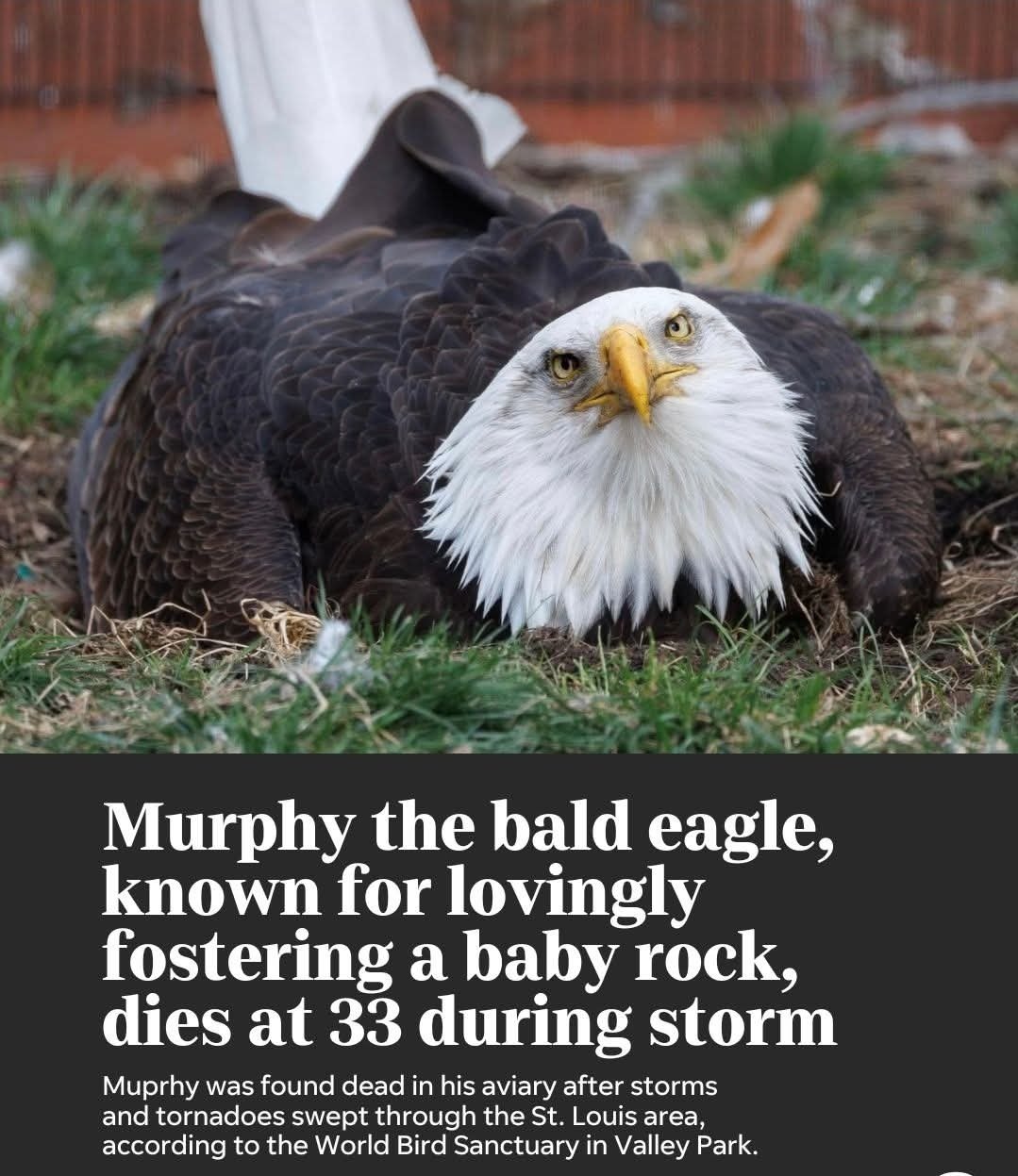 Dead Eagle Memes This Eagle's Life Was Saved With A Prosthetic Beak