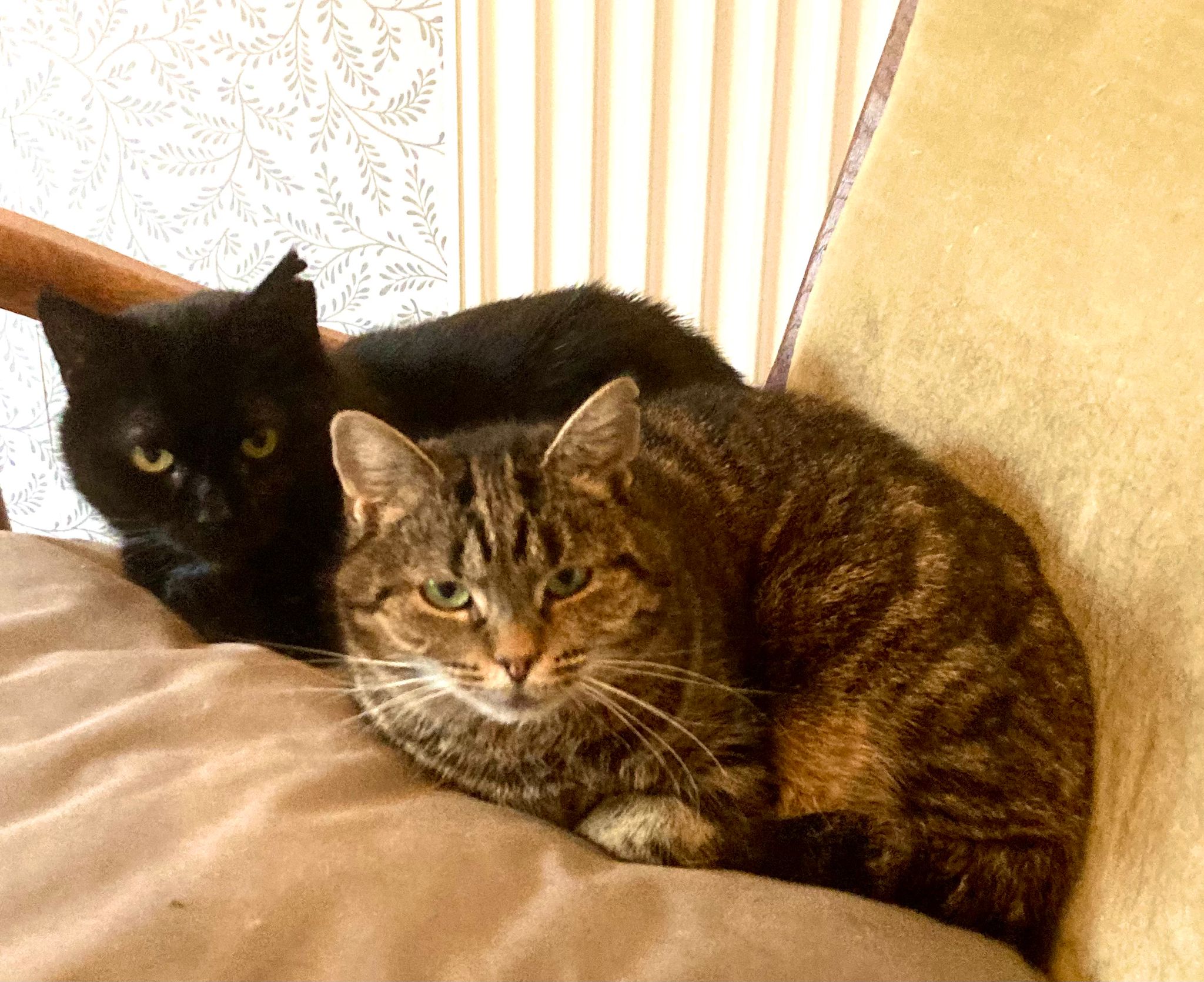 Mandager Gretten Katt Klontvormende Kattengrit Golden Grey Master