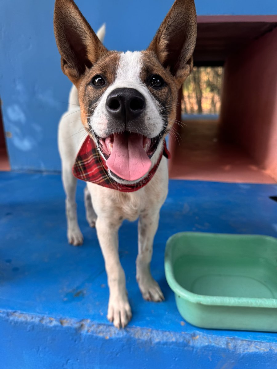 Niall Harbison's Threads – Thread Reader App