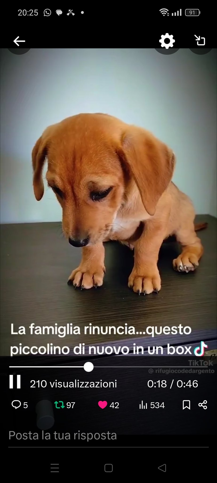 Scusa Meme Cucciolo Scusa, Sono In Ritardo, Ero Dilly Dallying Felpa