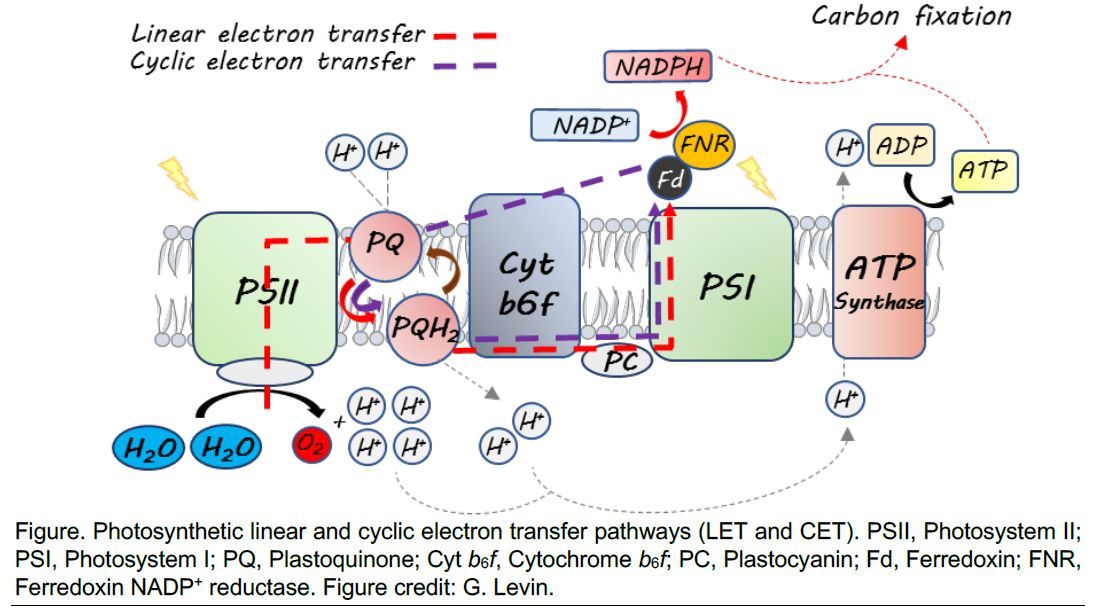 Ferredoxin Nadp Reductase