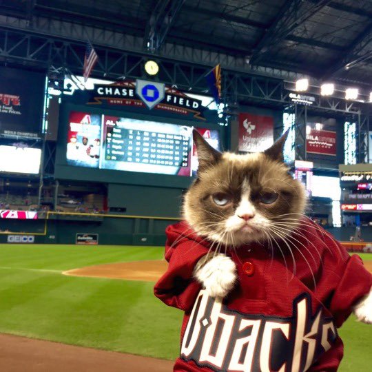 Grumpy Cat College After The Grumpy Cat Movie, Which Other Memes