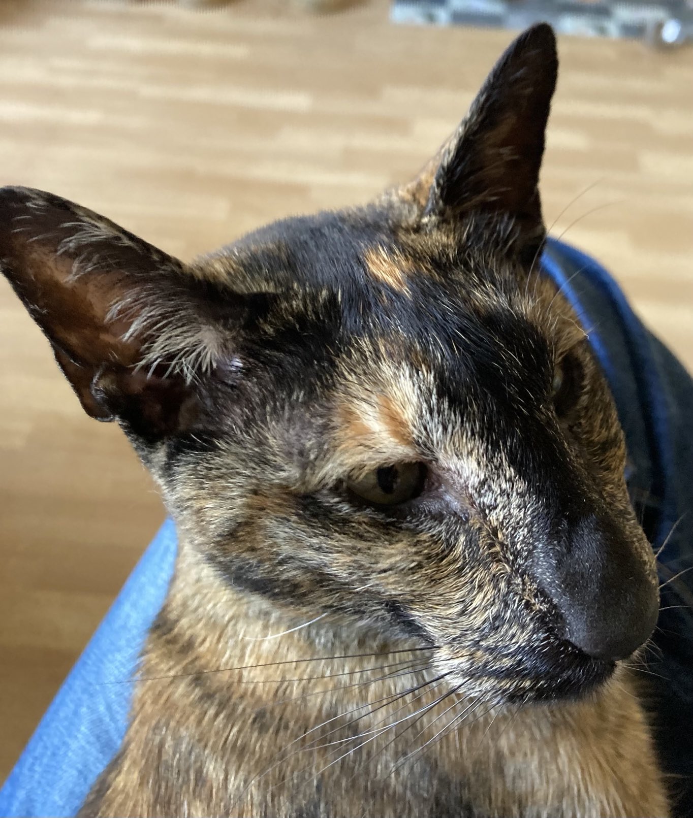 Dvergkatt D.V. Catt On X: "Home At Last, My Furry Family Are All