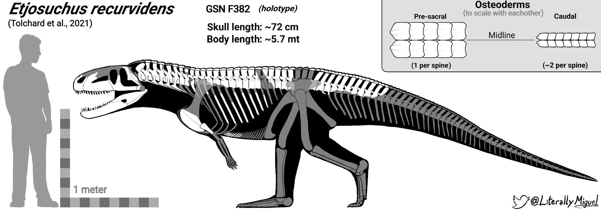 Saurosuchus Skeleton