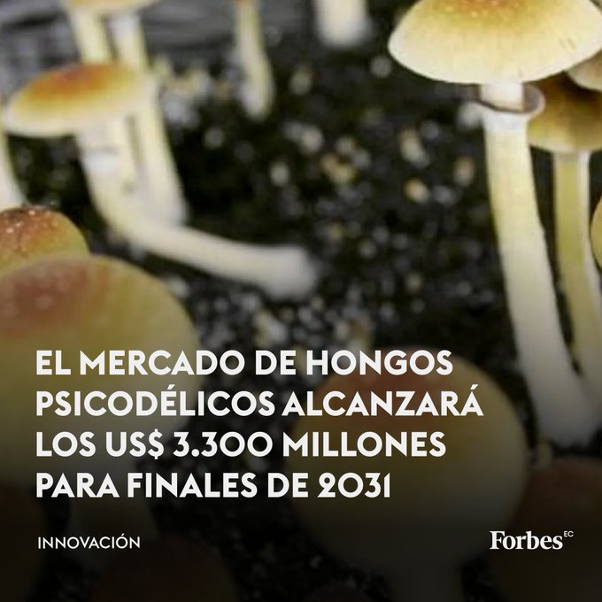 Imágenes De Hongos Psicodélicos