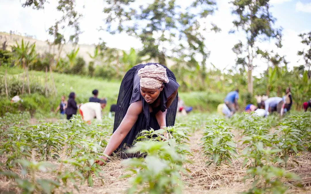 SDG2 Advocacy Hub | Bringing people together to achieve SDG2: Zero Hunger