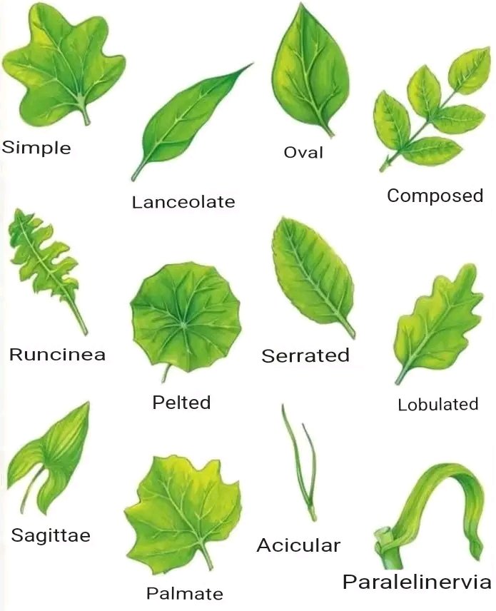 Identify Flowers By Leaves