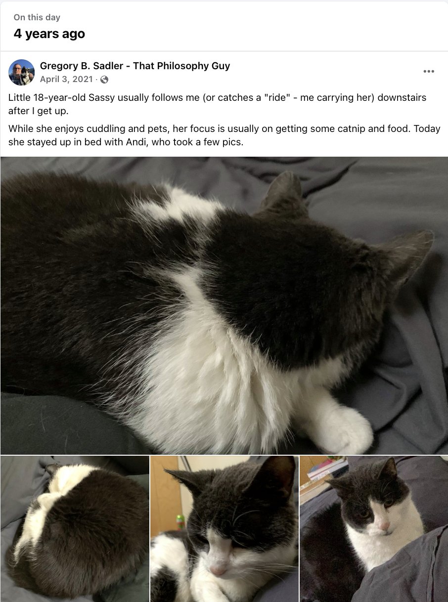 Puma Cat Memes Pumba's Journey. From Abandoned To Beloved — An…