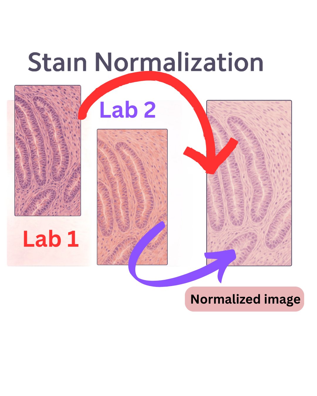 Structural Lab Stains