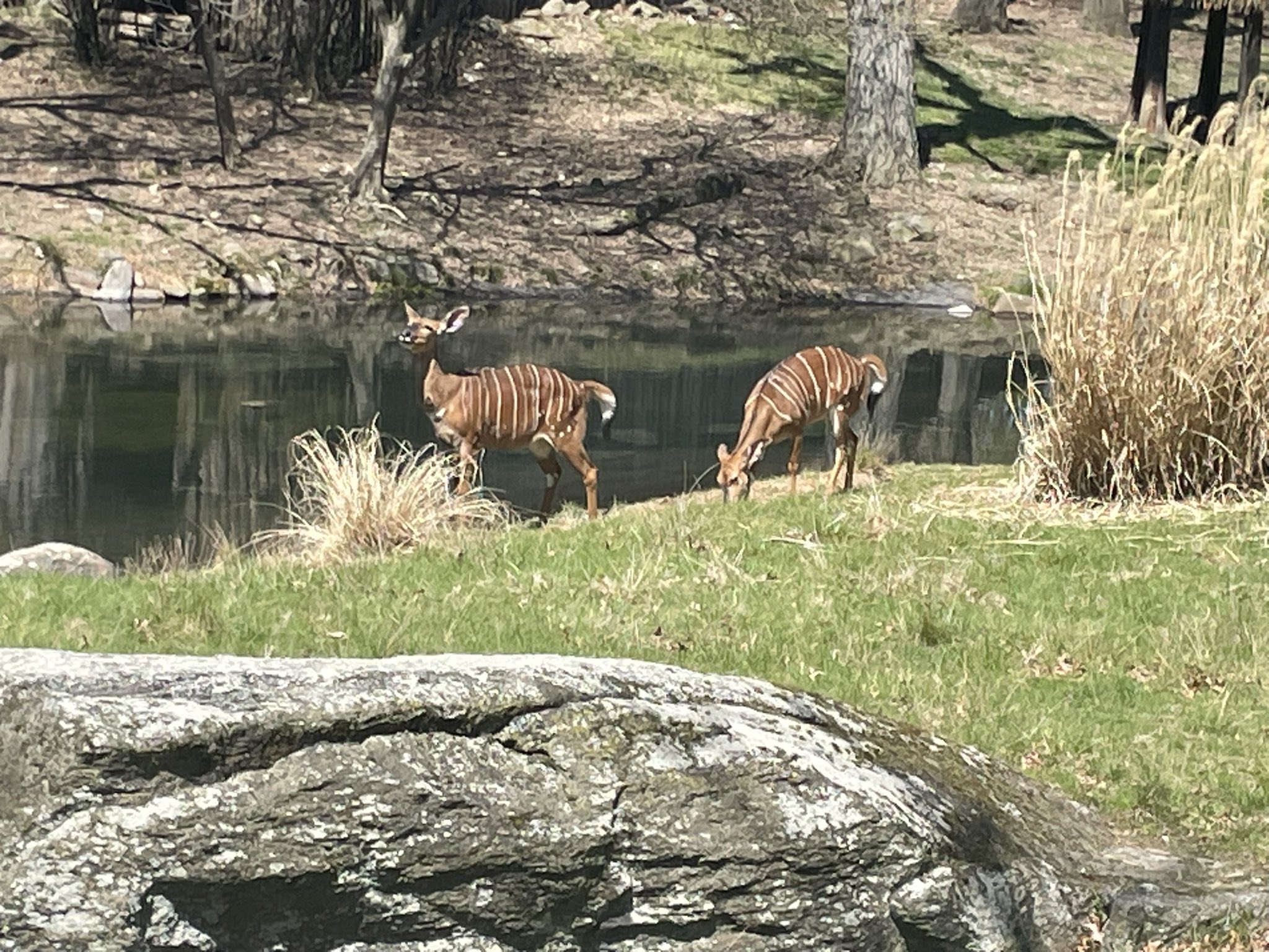 Deer Mixed With Zebra