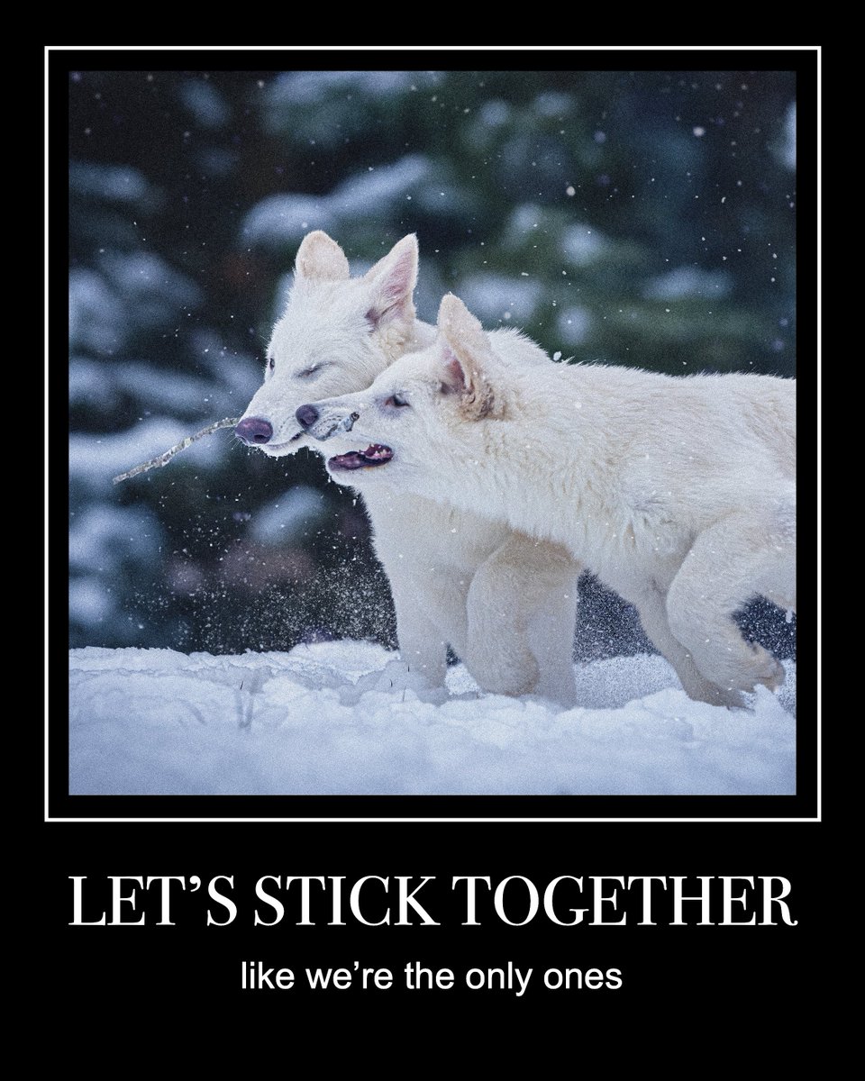 Colossal Biosciences Raises $200M to Clone Dire Wolf Pups Using CRISPR ...